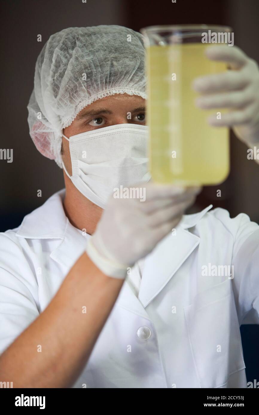 Employee measures rosemary oil at the cosmetics factory in itupeva hi ...