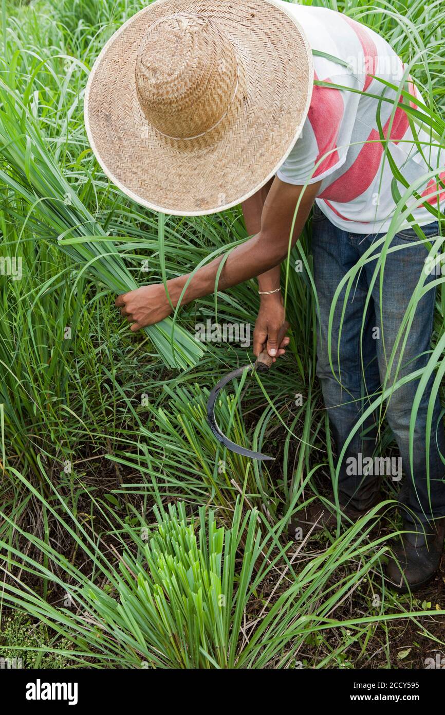Collecting lemon grass at the eco farm Sao Benedito, Sao Paulo, Brazil ...