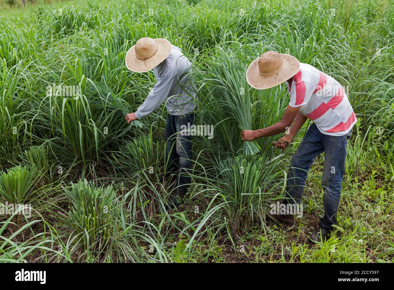 Collecting lemon grass at the eco farm Sao Benedito, Sao Paulo, Brazil ...