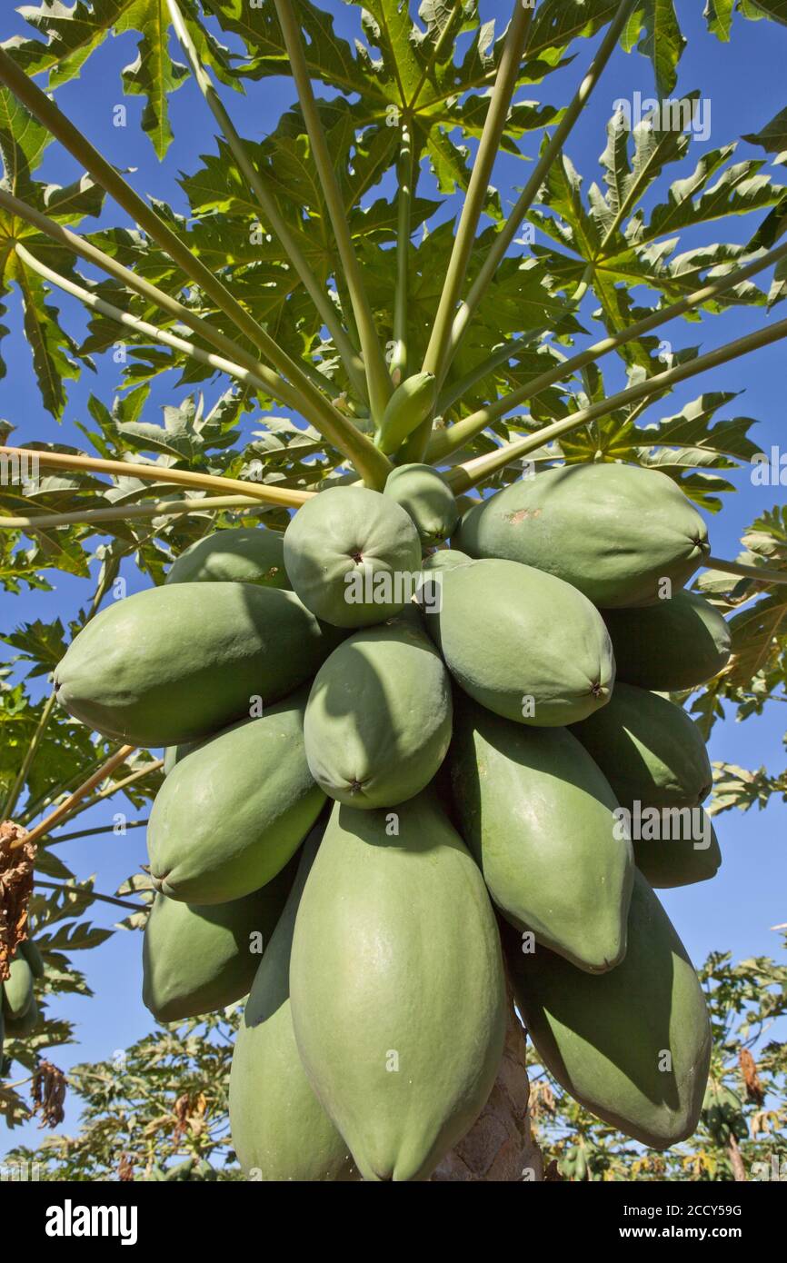 Agriculture fruit papaya hi-res stock photography and images - Alamy