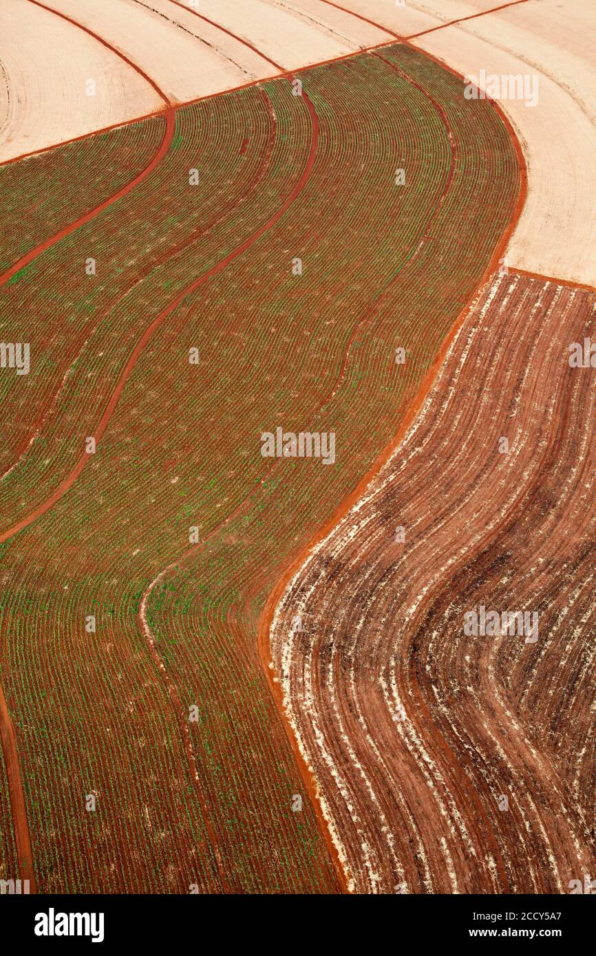 Sugar cane plantation brazil hi-res stock photography and images - Alamy