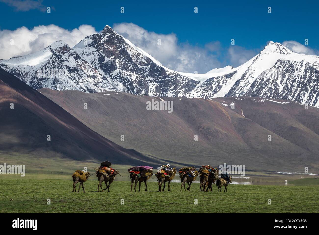 Nomadic Mongolians. Seasonal migration by Camel caravan. Turgen ...