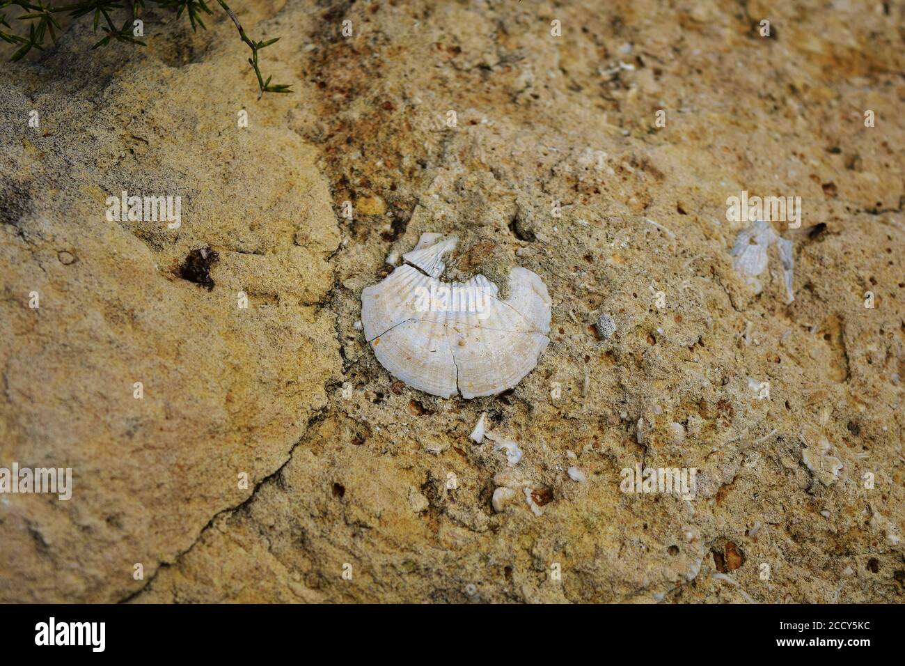 Ancient seashell fossil, in limestone rock Stock Photo - Alamy