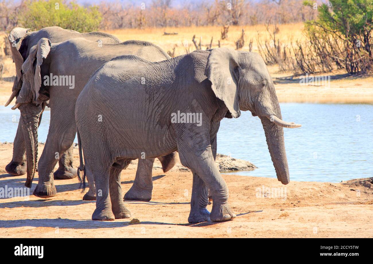 Short trunk hi-res stock photography and images - Alamy