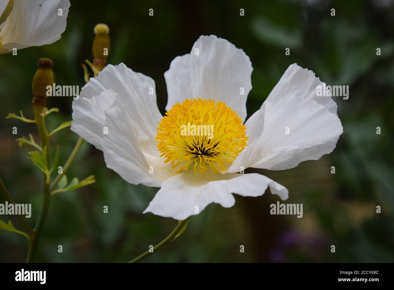 Flowers up close Stock Photo - Alamy