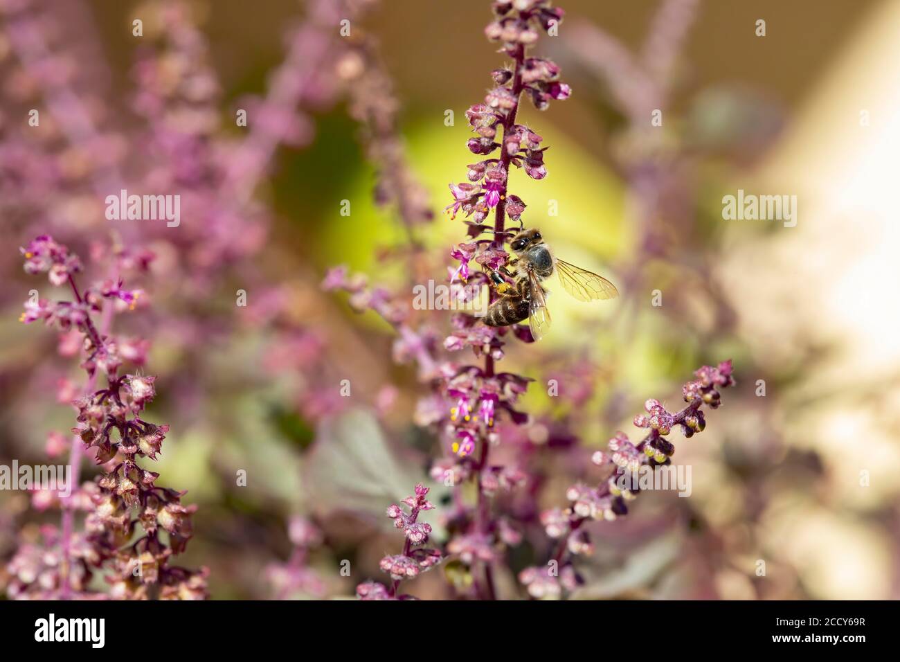 Beau bassin hi-res stock photography and images - Alamy