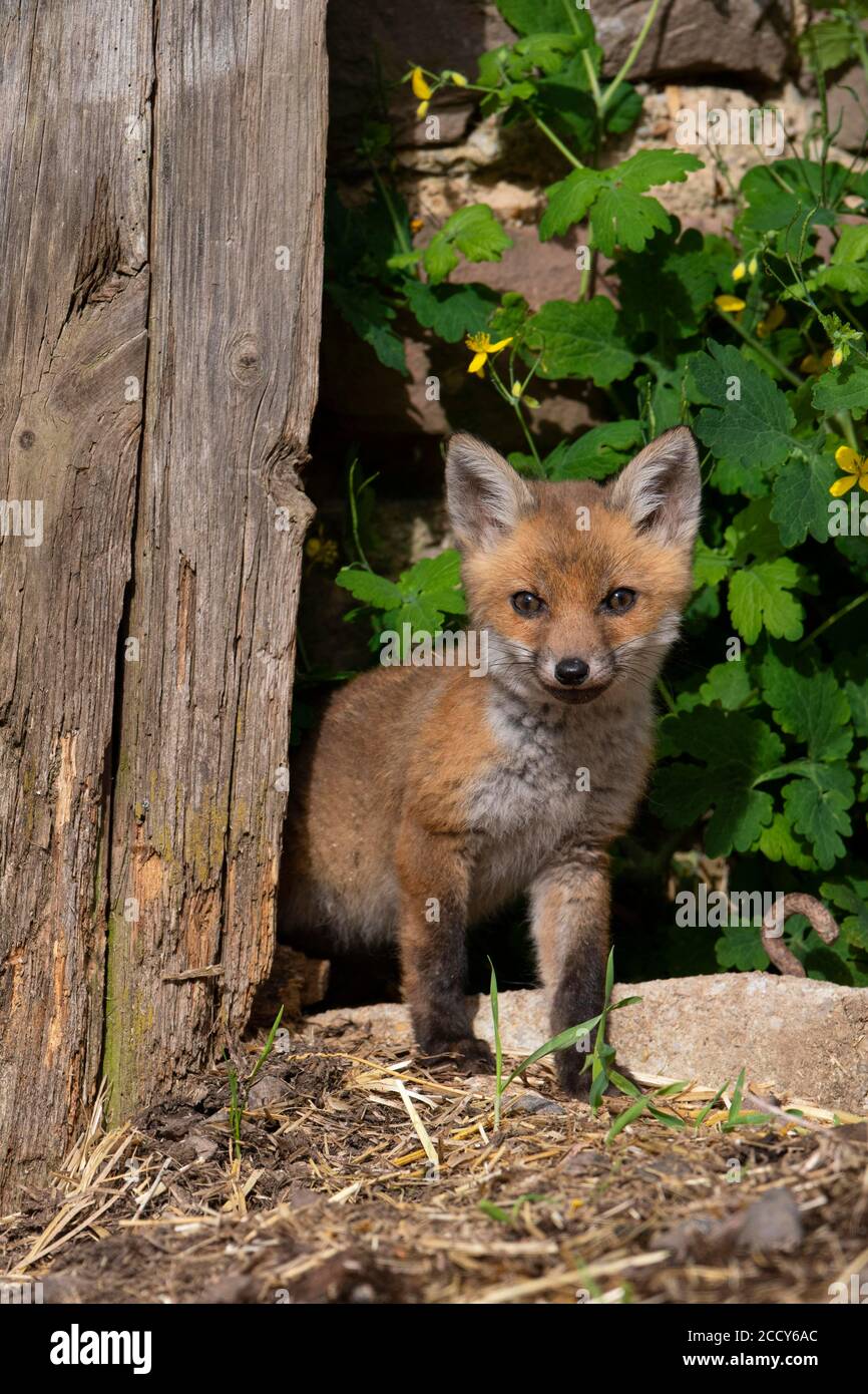 Young fox at old barn hi-res stock photography and images - Alamy