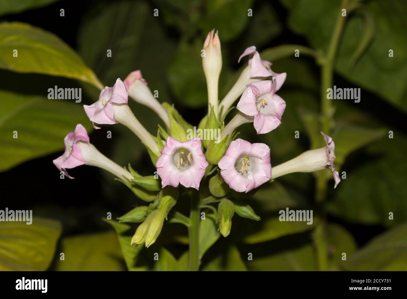 Tabacco Plant High Resolution Stock Photography and Images - Alamy