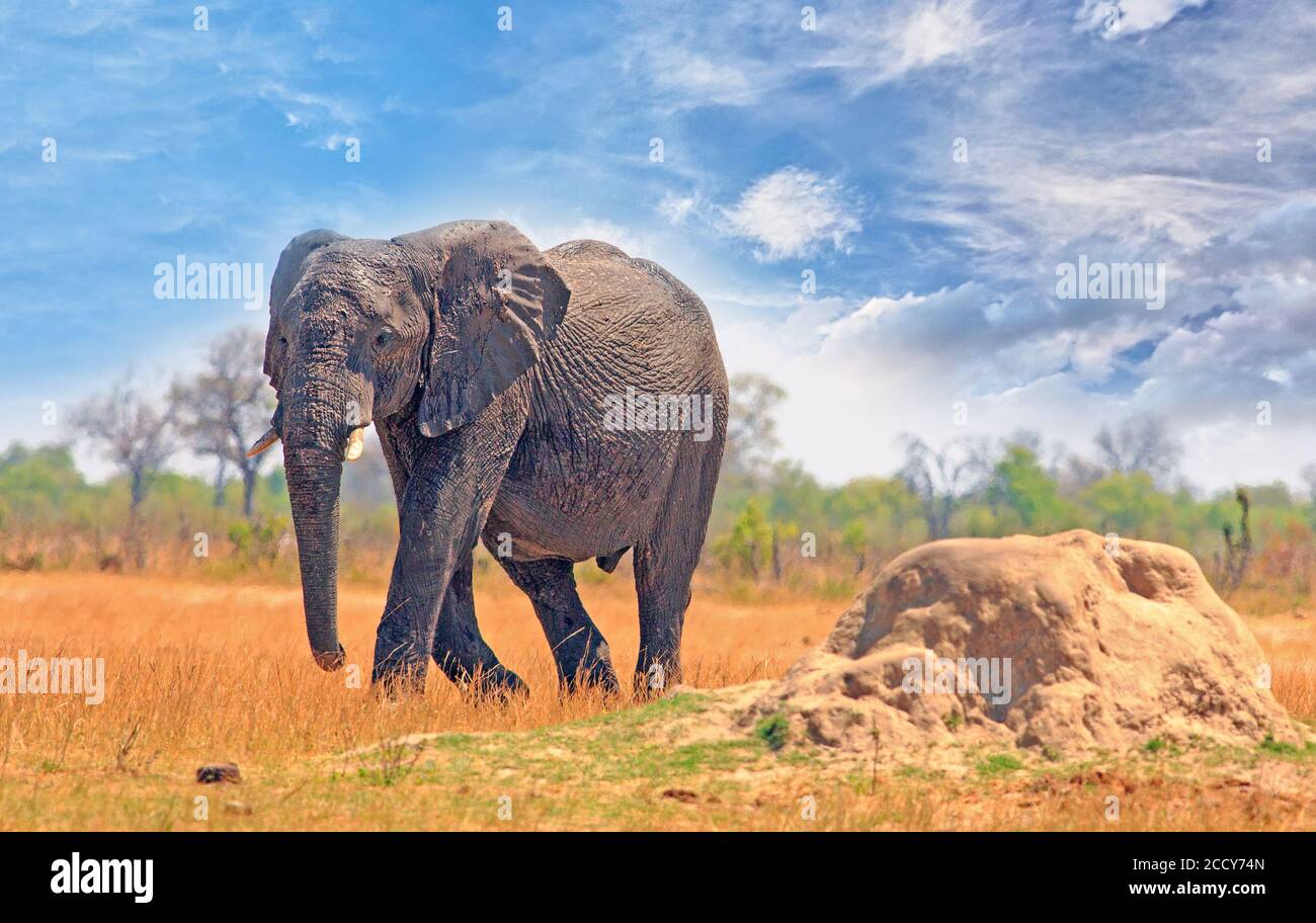African Elphant with one foot raised as walking across the dry yellow ...