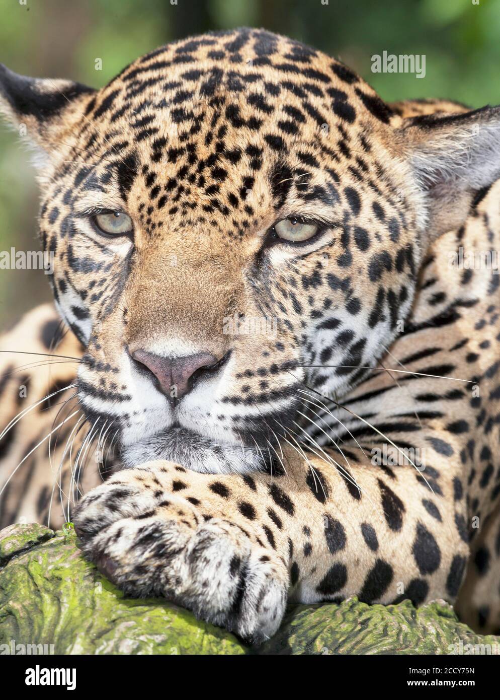 Jaguar (Panthera onca ), male, portrait, Costa Rica, Central America ...
