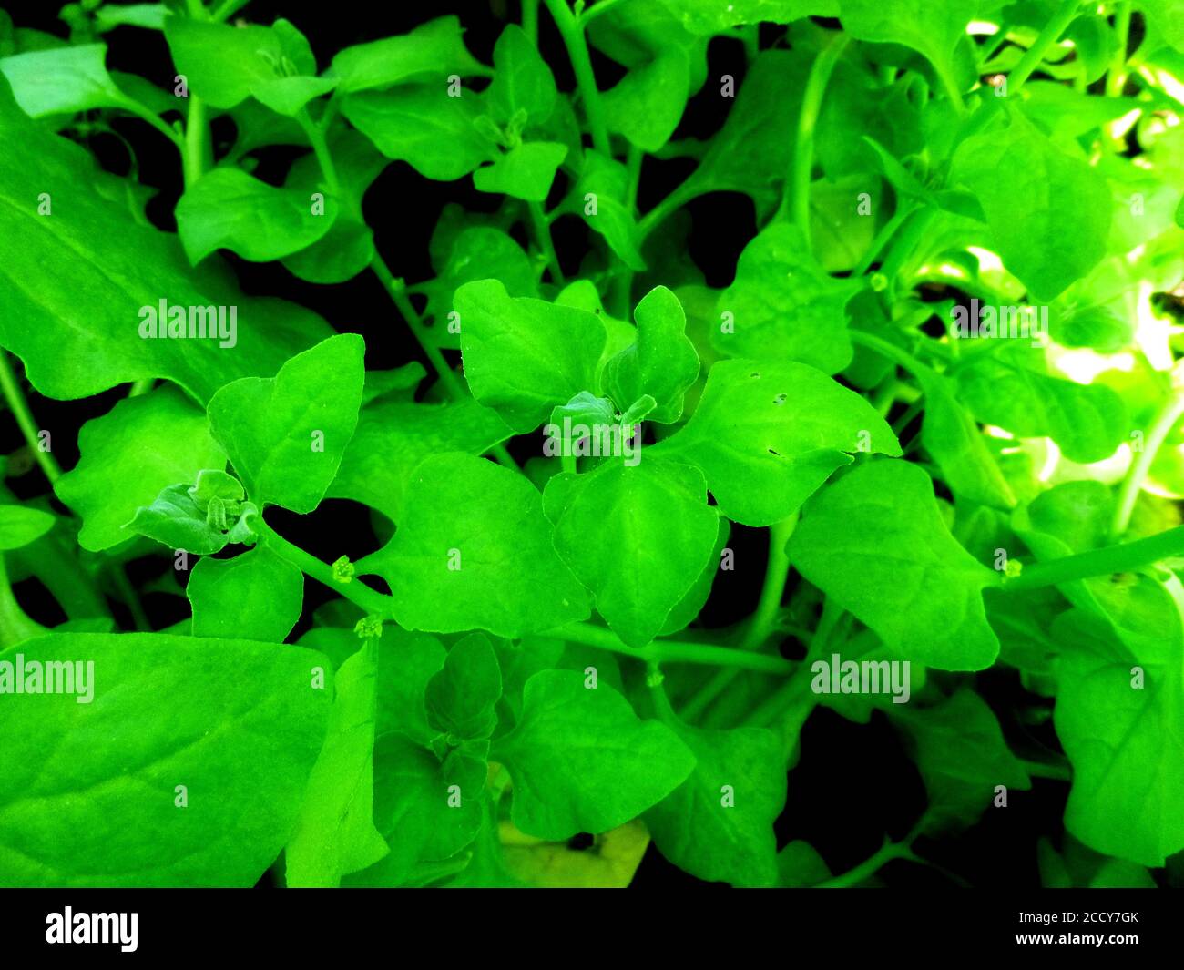 Spinach, Spinacia oleracea grows in the garden. Photo from a private ...