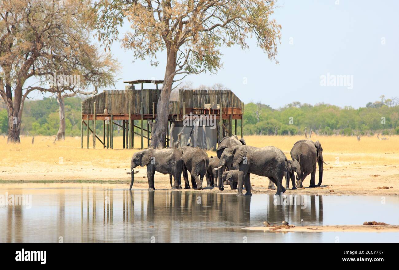 Herd of elephants at Madison pan, Hwange. There is a tree house in the ...