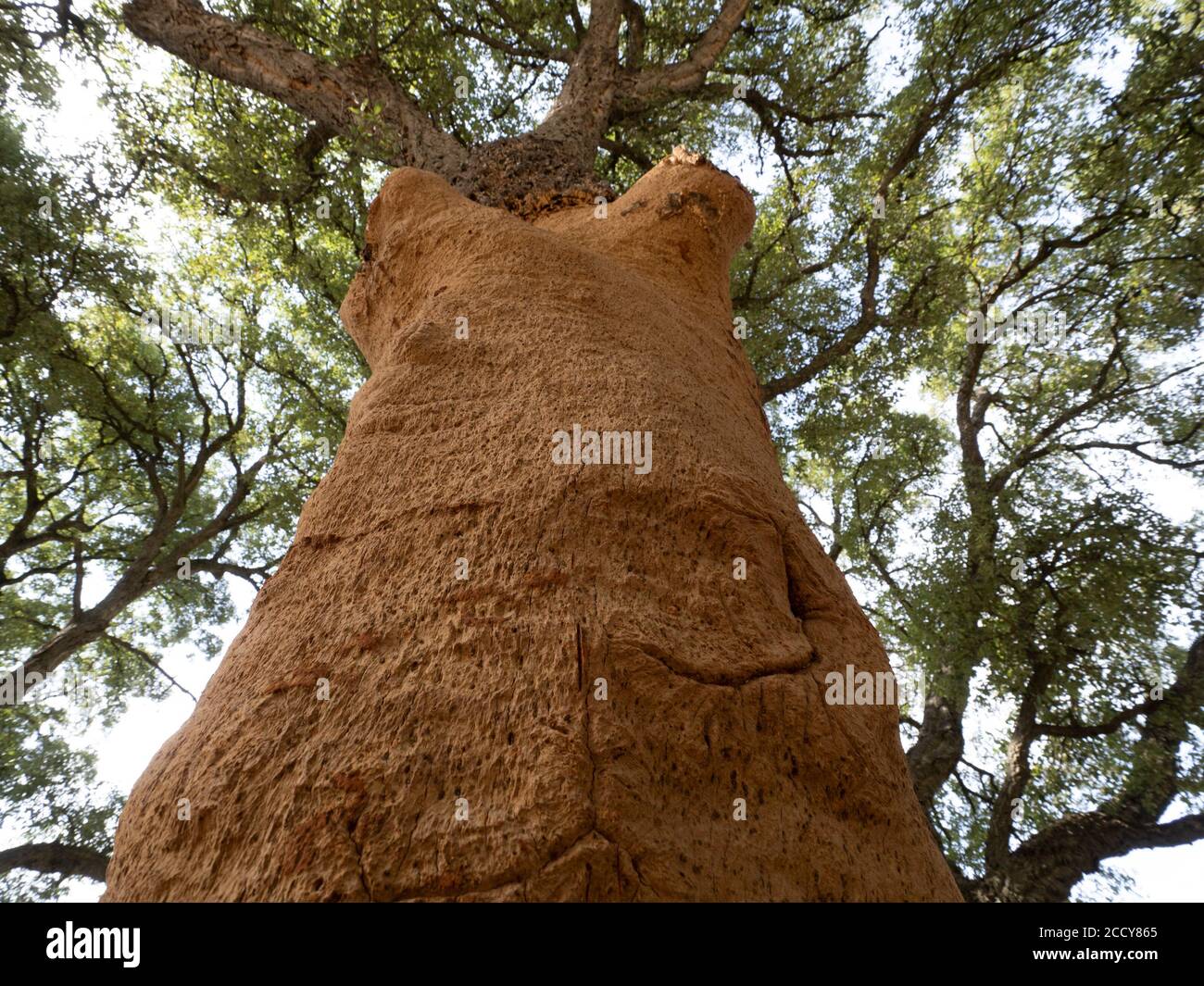 Cork tree bark detail close up Sardinia Italy Stock Photo - Alamy