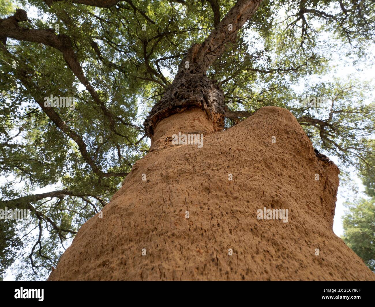 Cork tree bark detail close up Sardinia Italy Stock Photo - Alamy