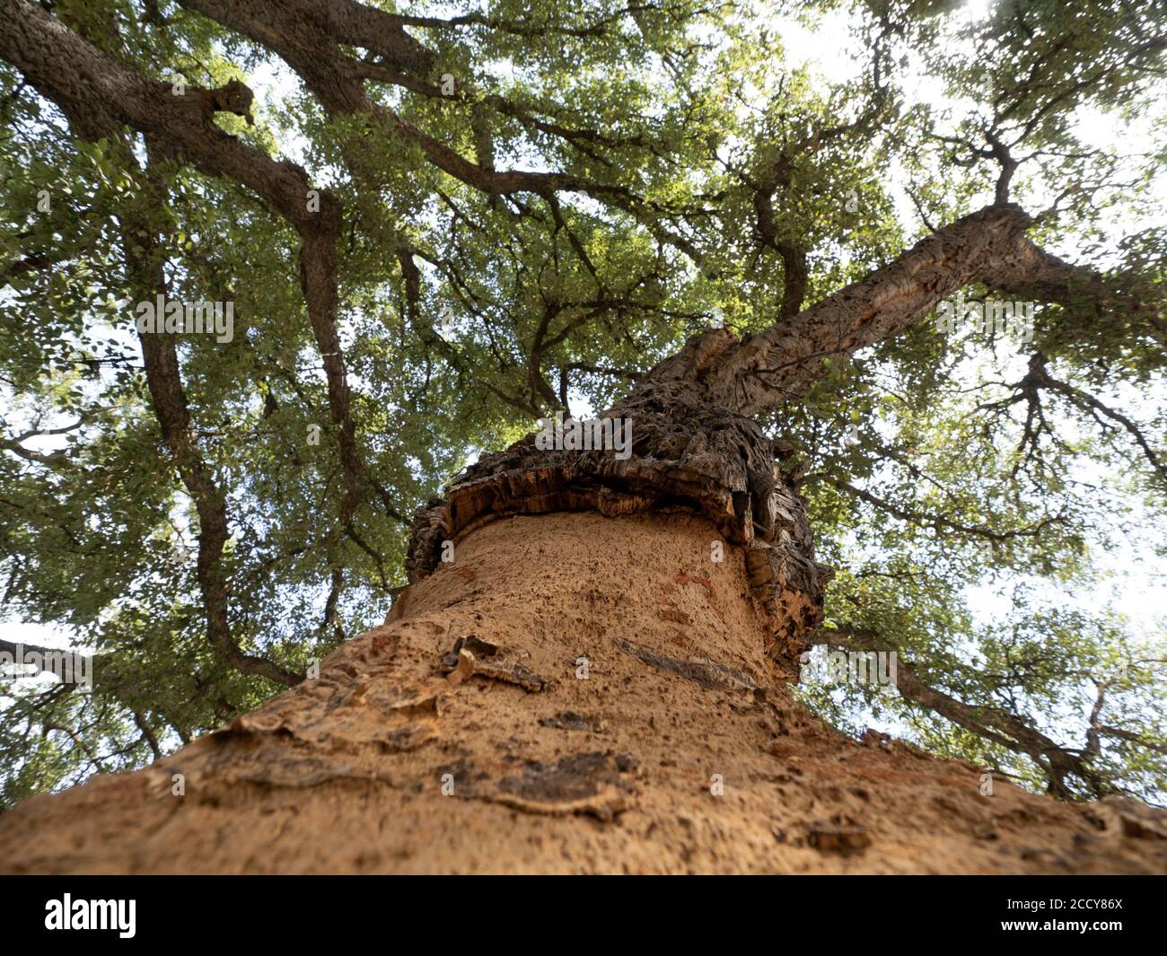 Cork tree bark detail close up Sardinia Italy Stock Photo - Alamy