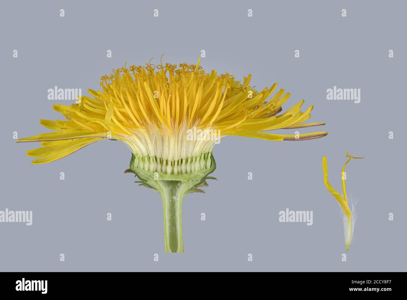 Dandelion (Taraxacum sect. Ruderalia ), flower cut open with tubular ...