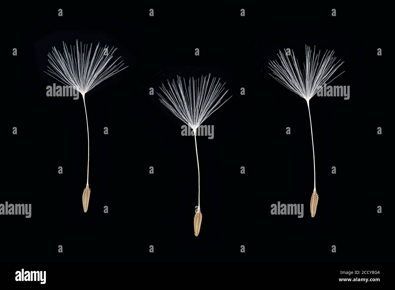 Dandelion (Taraxacum sect. Ruderalia ), Pappus, Germany Stock Photo - Alamy
