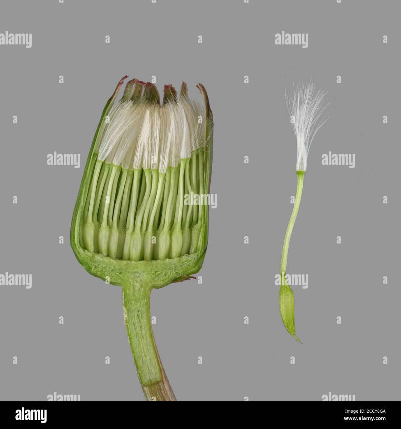 Dandelion (Taraxacum sect. Ruderalia ), flower withered, with parachute ...