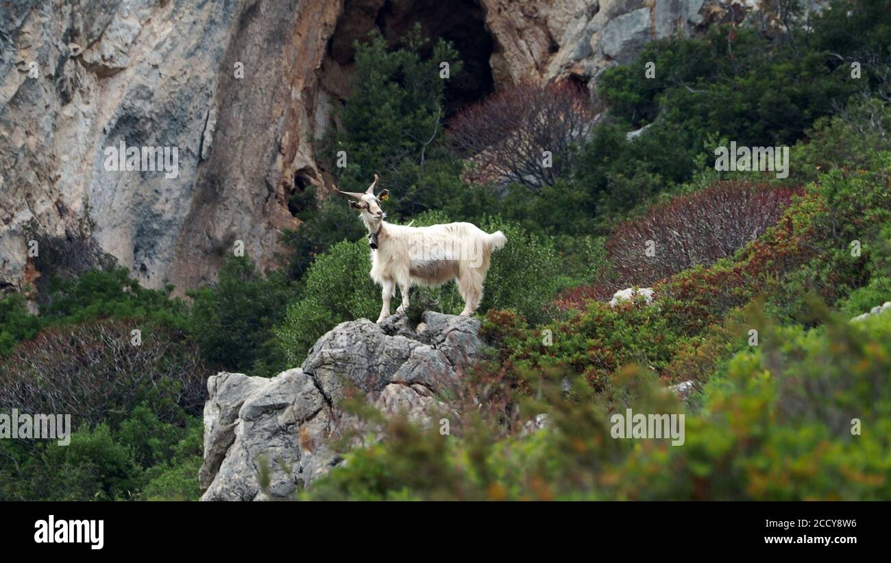 Goat farming on cliffs hi-res stock photography and images - Alamy