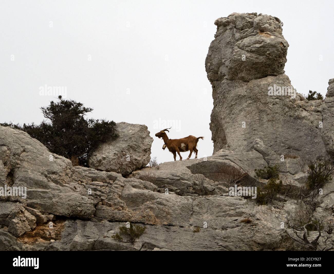 Goat farming on cliffs hi-res stock photography and images - Alamy