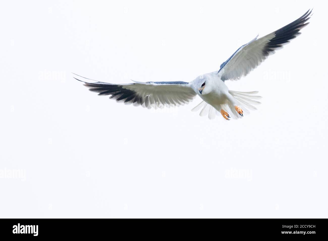 Adult Black-winged Kite (Elanus caeruleus caeruleus) in Spain. Hovering ...