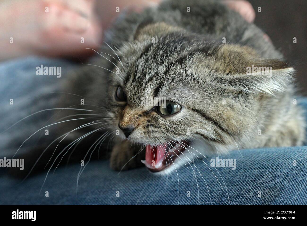 Closeup of a cute gray kitten crying Stock Photo - Alamy