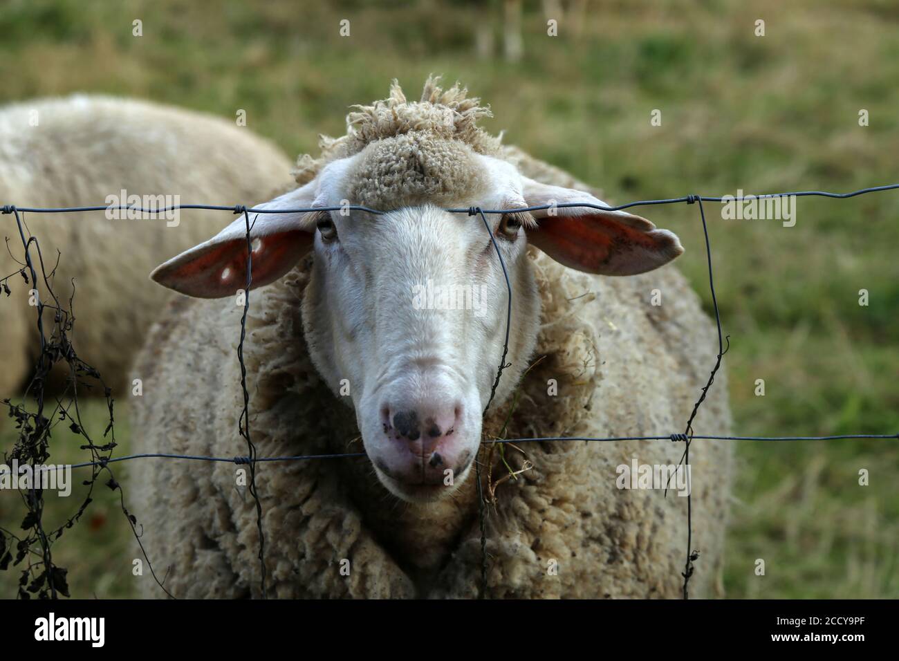 Closeup of a cute white ram standing behind a wire fence Stock Photo ...