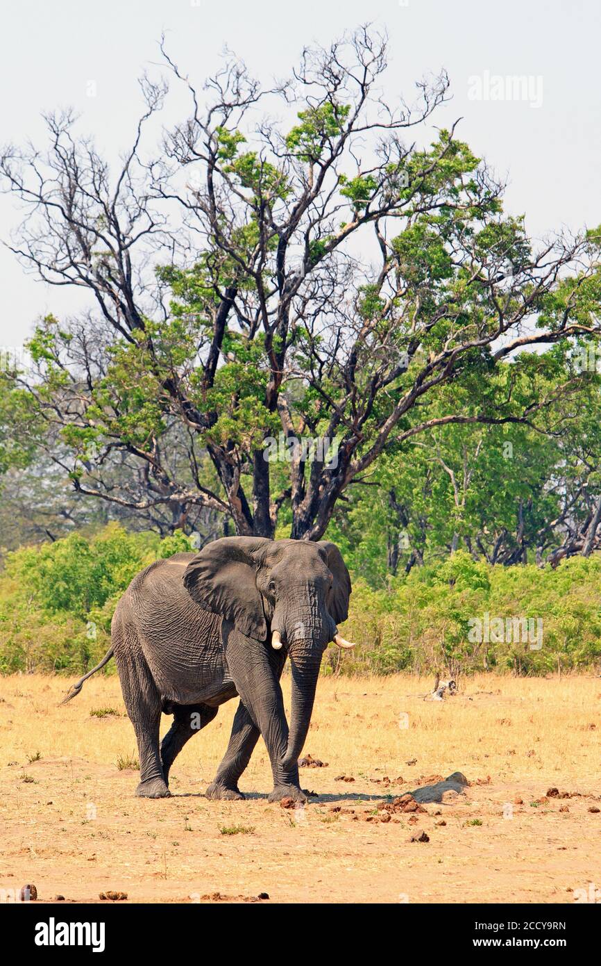 Lone African Elephant standing in the bush with a tree in the ...