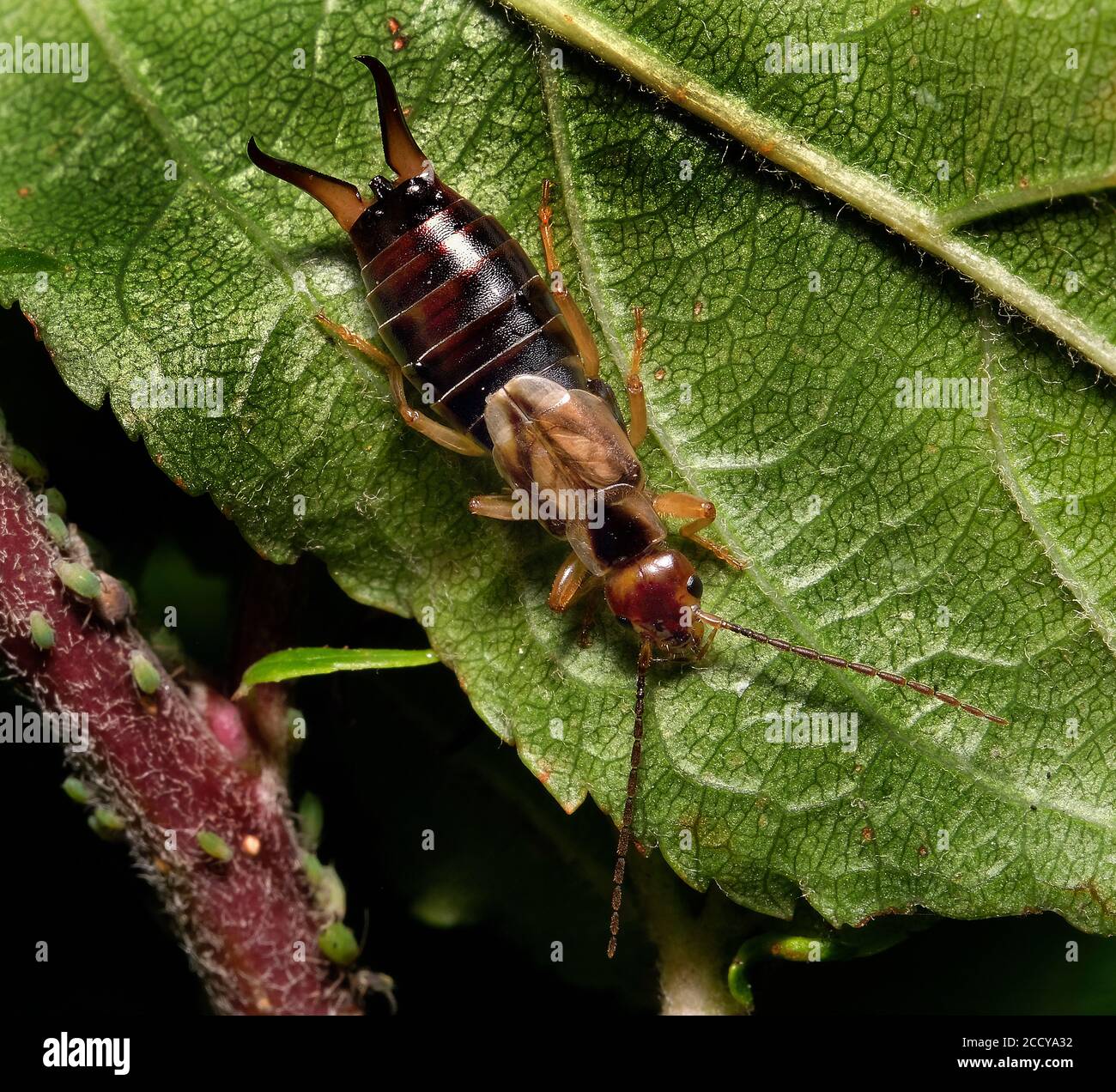 Earwigs home hi-res stock photography and images - Alamy