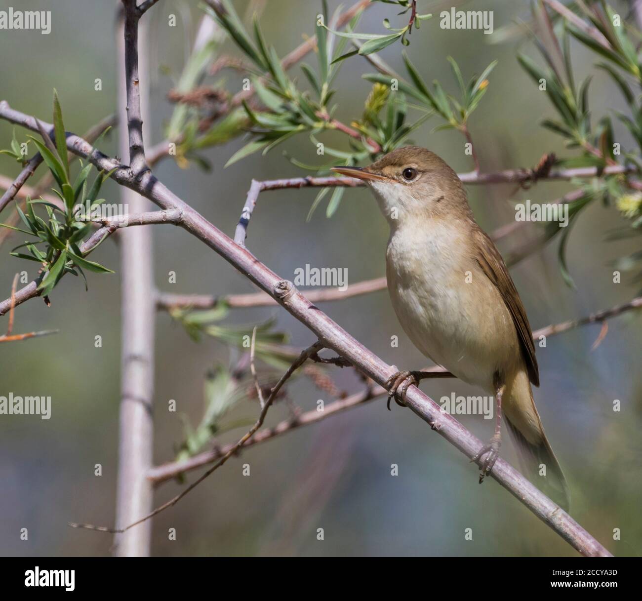Worlds wild fauna hi-res stock photography and images - Alamy
