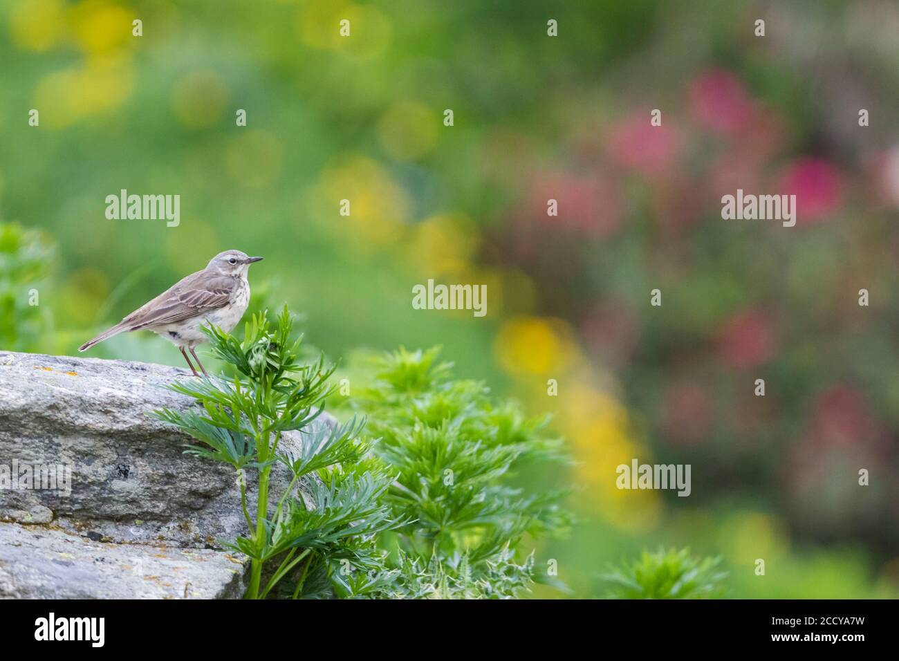 Adult Water Pipit (Anthus spinoletta spinoletta) in breeding plumage in ...
