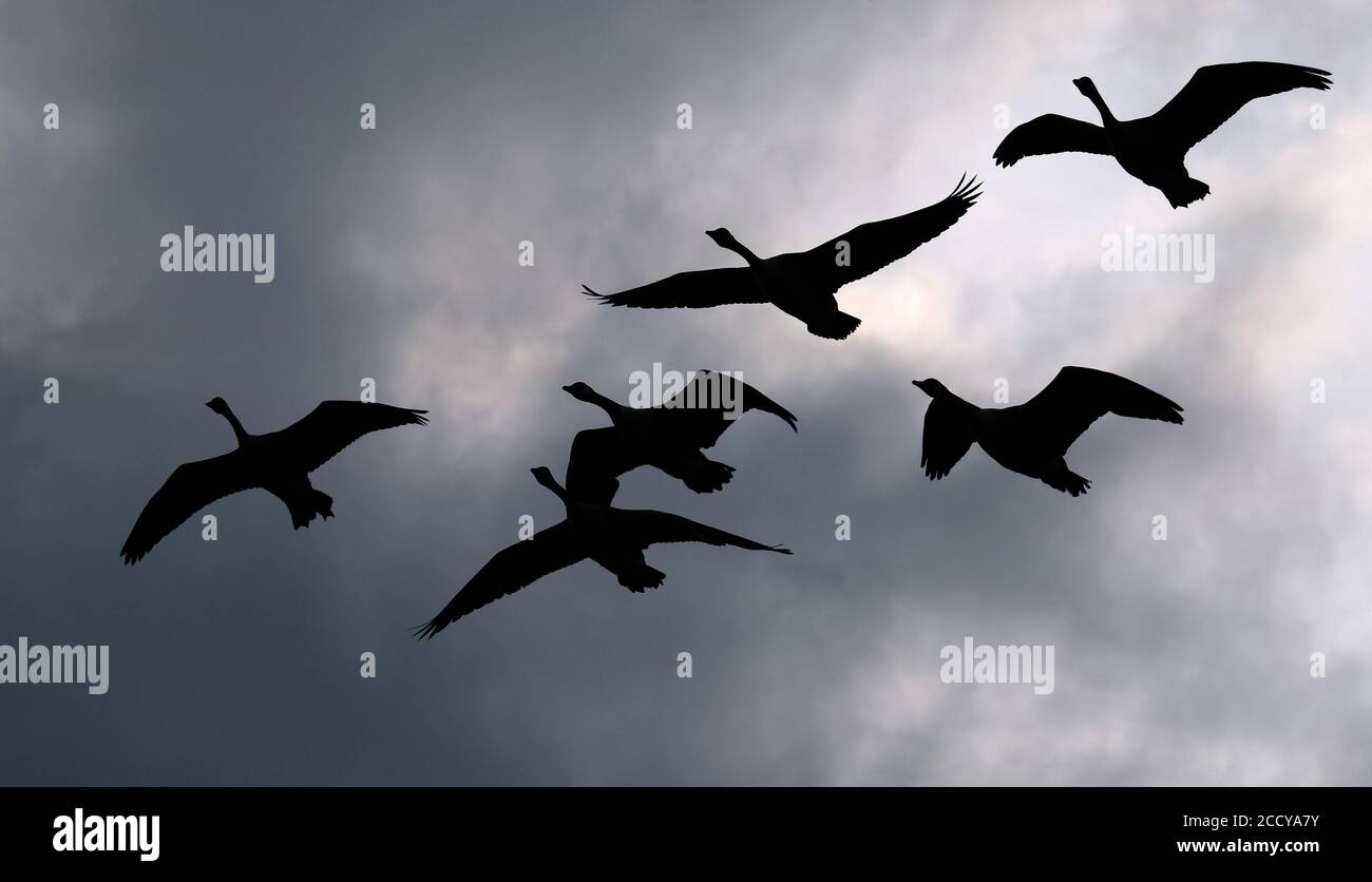 Canada geese flying over water hi-res stock photography and images - Alamy