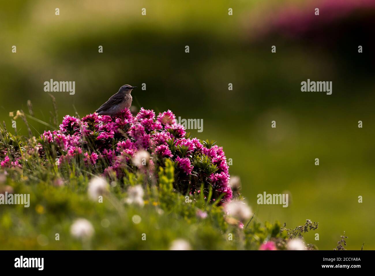 Adult Water Pipit (Anthus spinoletta spinoletta) in breeding plumage in ...