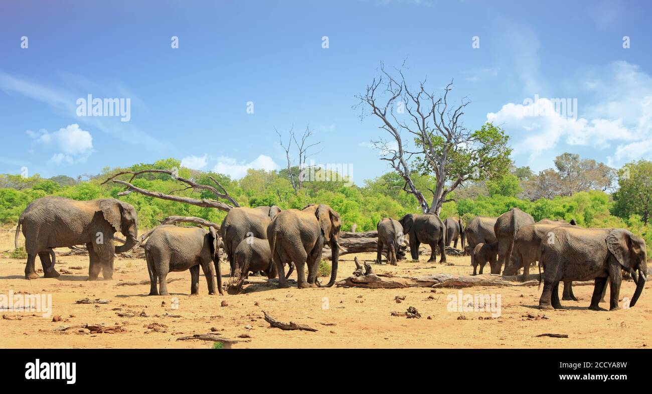 Elephants in dry landscape hi-res stock photography and images - Alamy