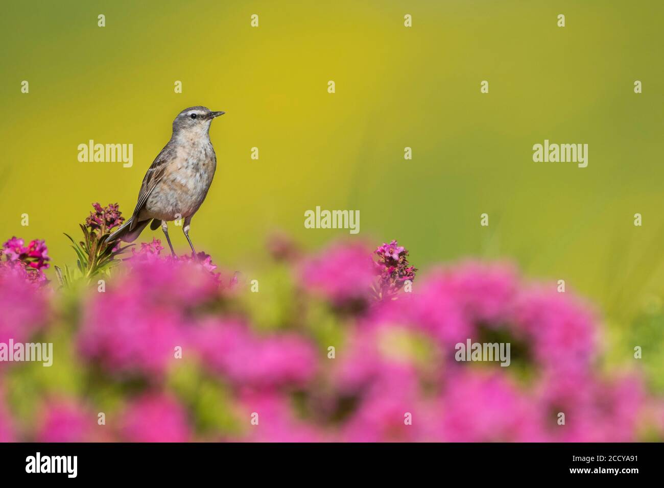 Adult Water Pipit (Anthus spinoletta spinoletta) in breeding plumage in ...