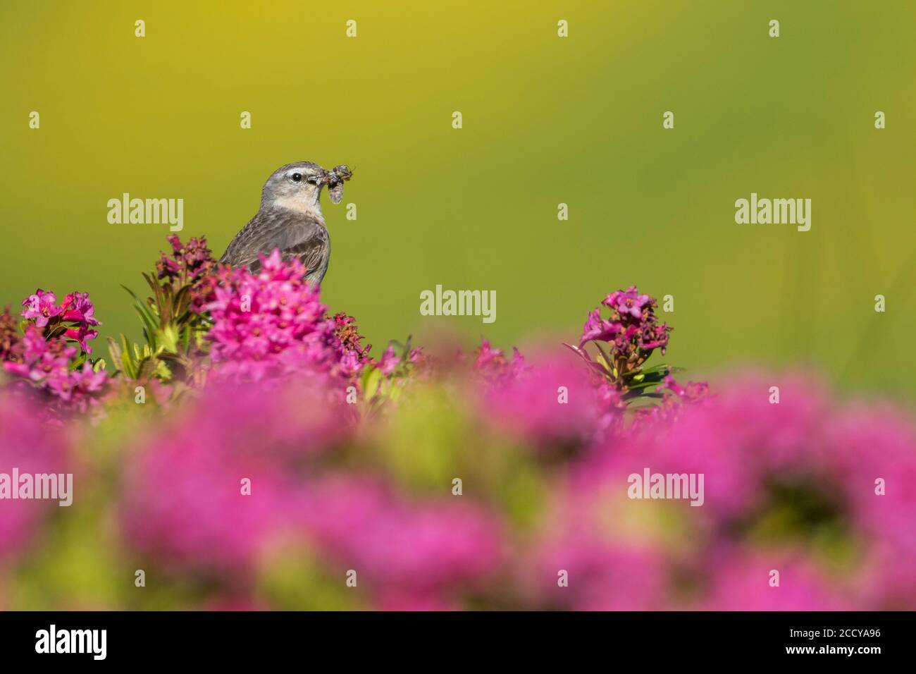 Adult Water Pipit (Anthus spinoletta spinoletta) in breeding plumage in ...
