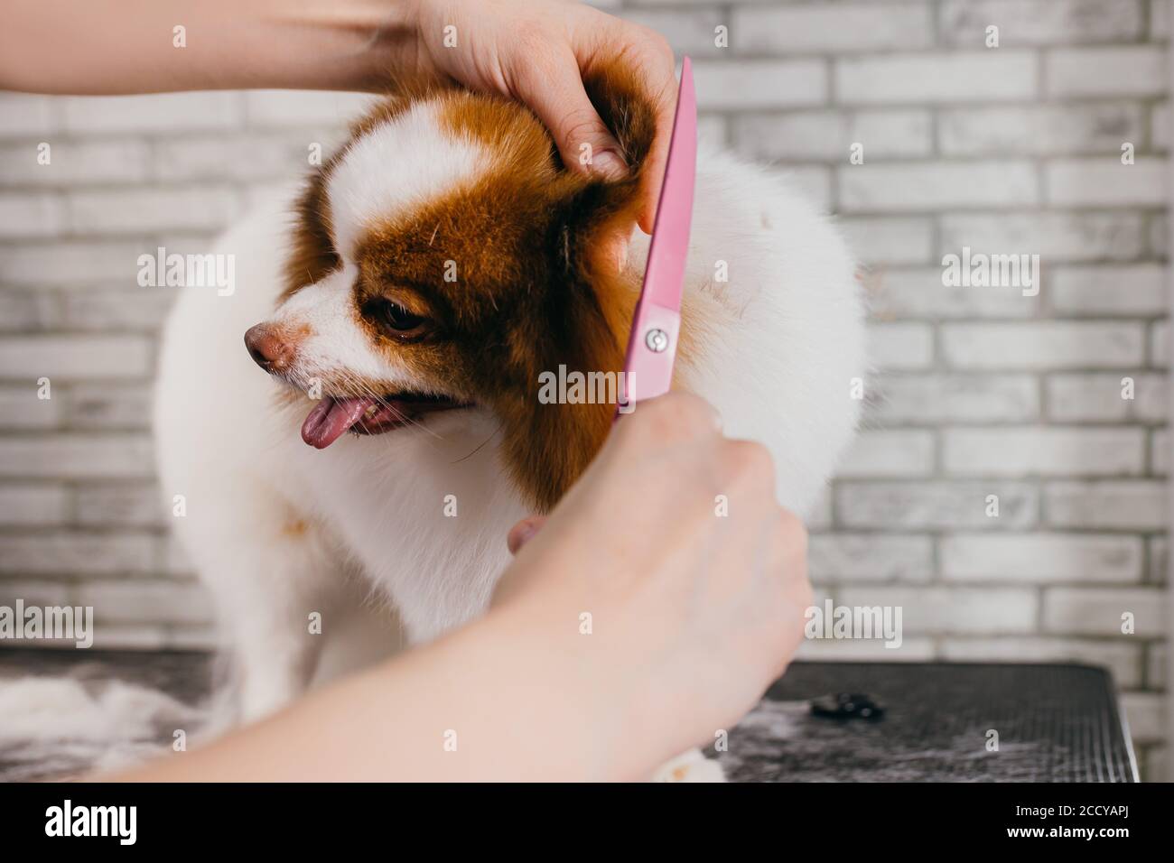 hair cutting of little pet spitz in grooming salon. beautiful dog gets ...