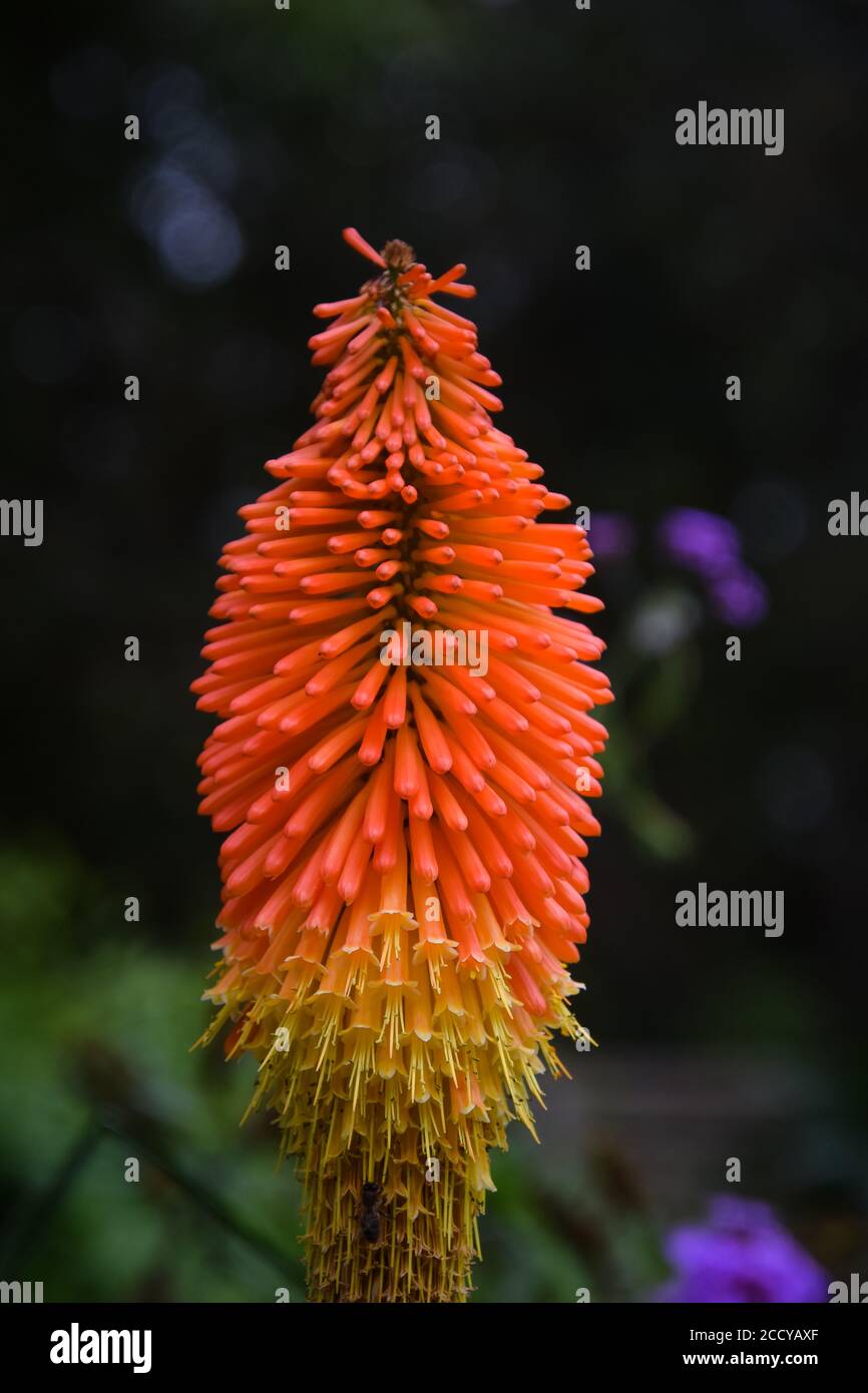 Flowers up close Stock Photo - Alamy