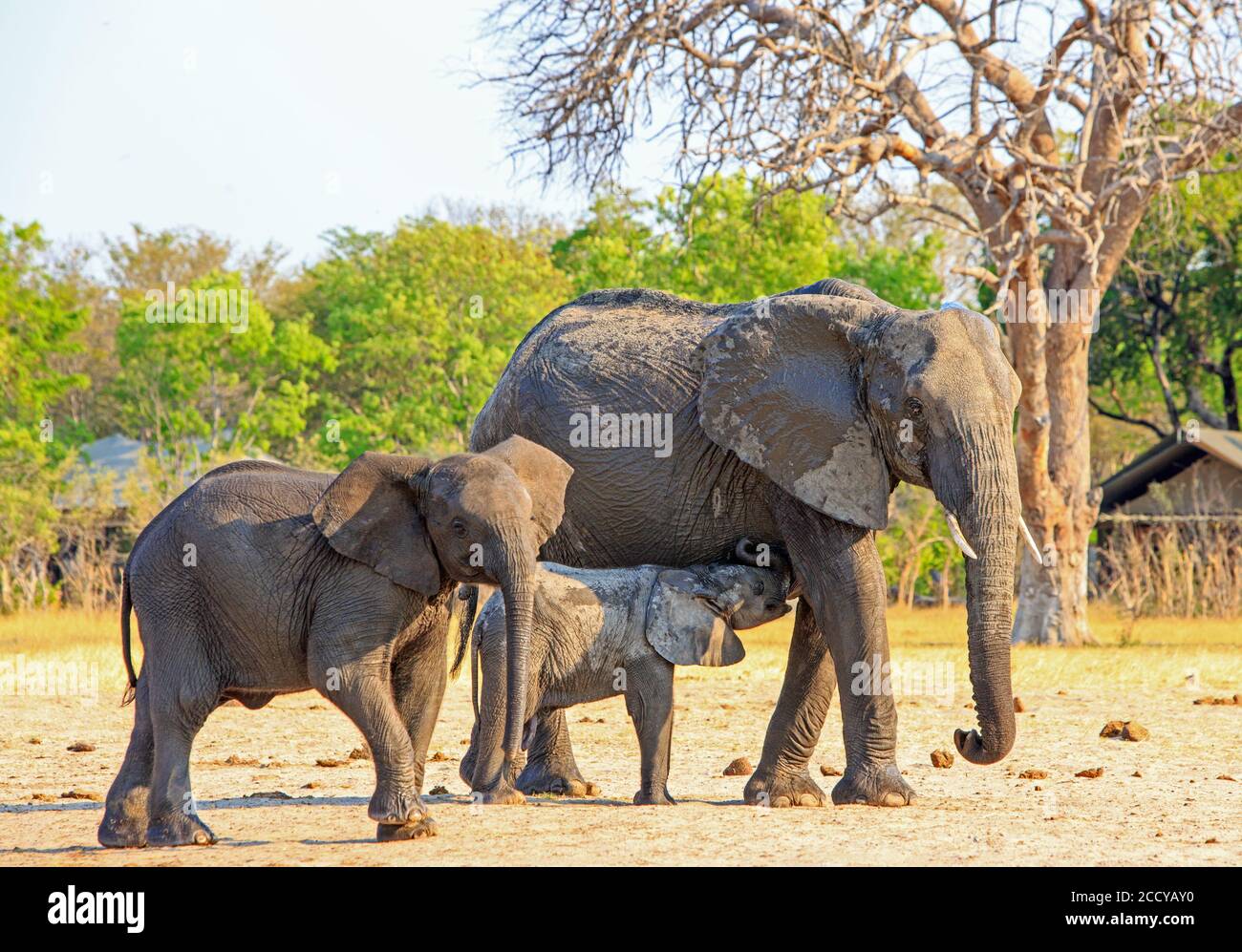 Family herd of elephants at a waterhole, with a small calf suckling ...