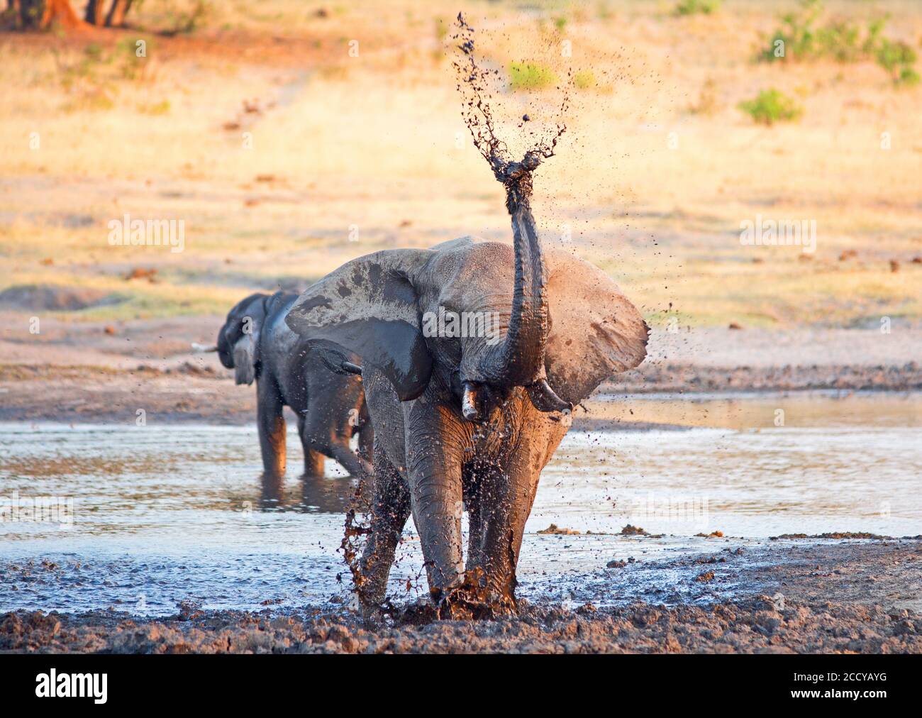 African Elephant standing in a waterhole spraying water, with trunk ...