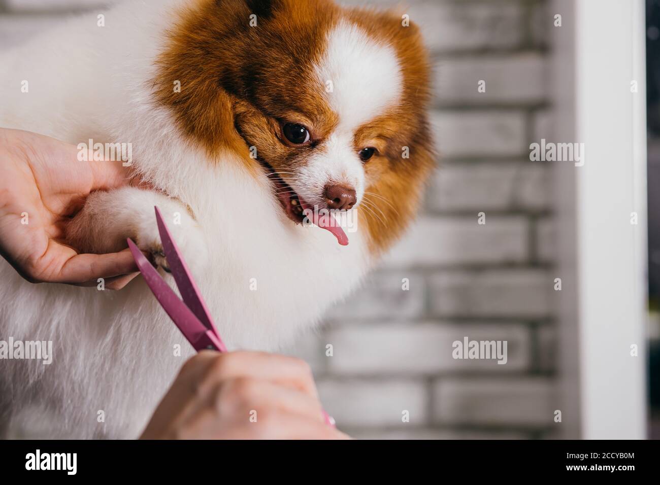 professional cares for a pet spitz dog in a specialized grooming salon ...