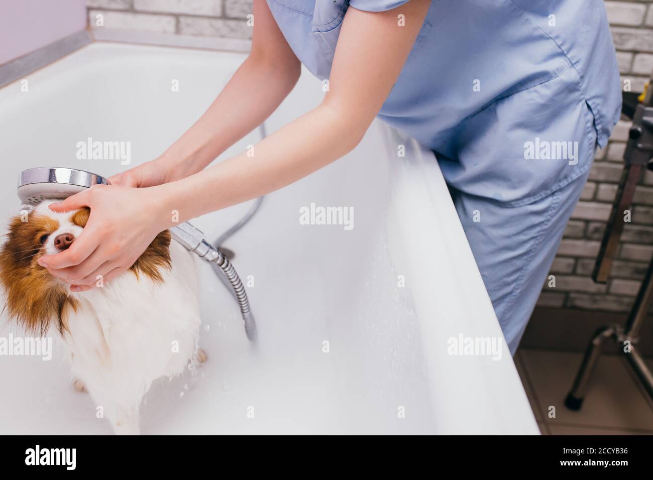 professional groomer carefully wash the dog in bath, before grooming ...