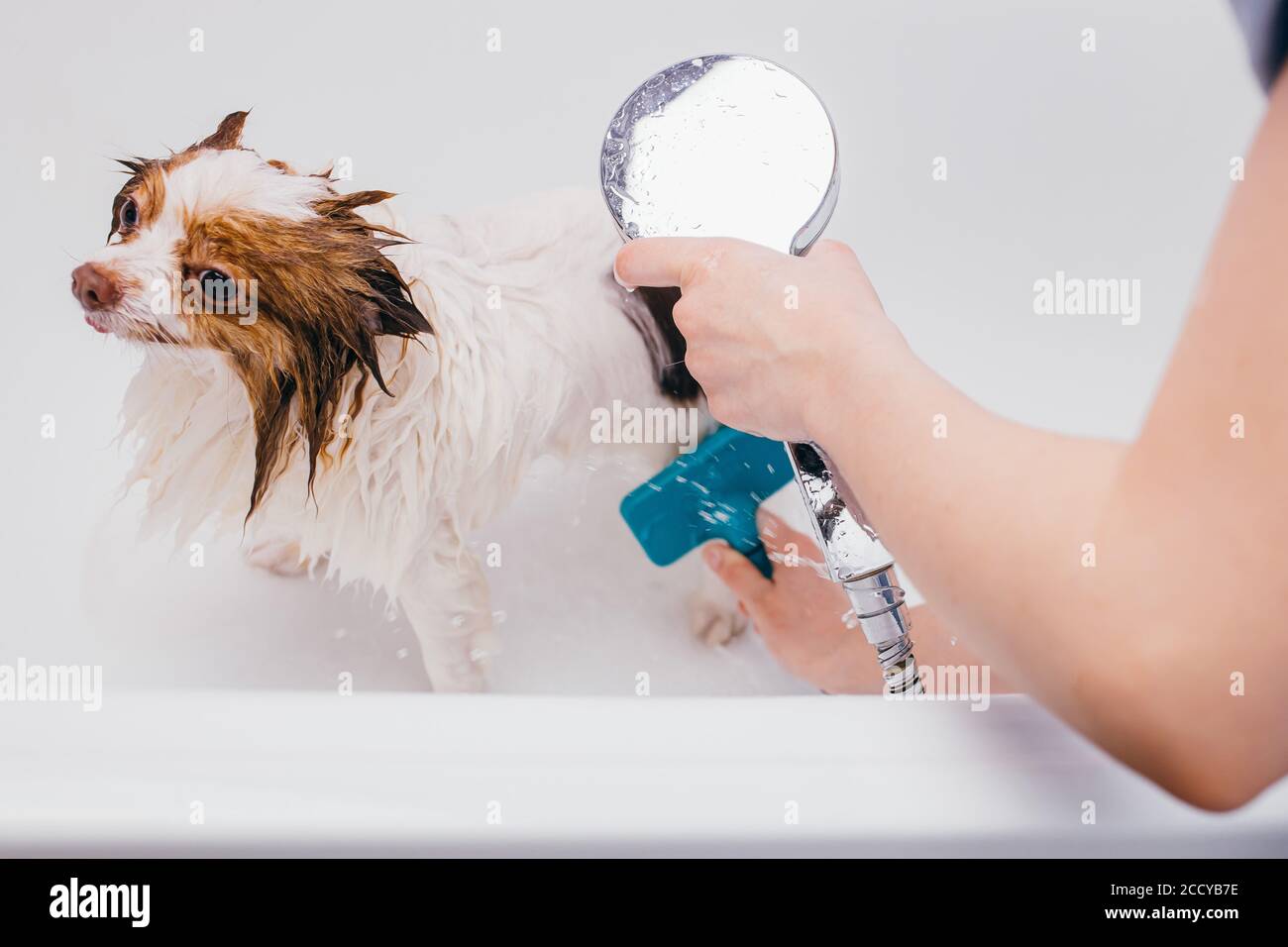 professional groomer carefully wash the dog in bath, before grooming ...