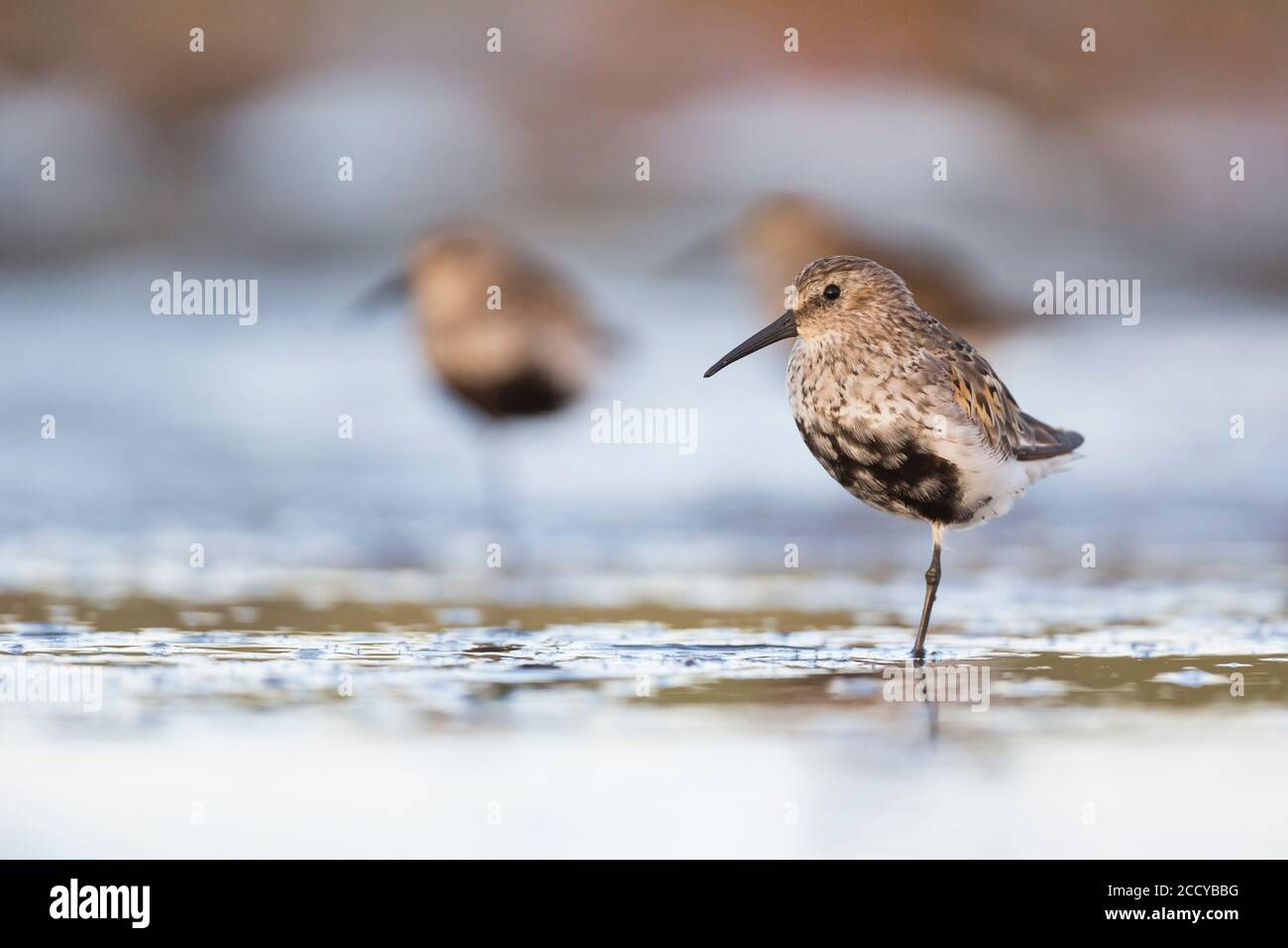 Adult in breeding plumage Dunlin (Calidris alpina) in Wadden Sea of ...
