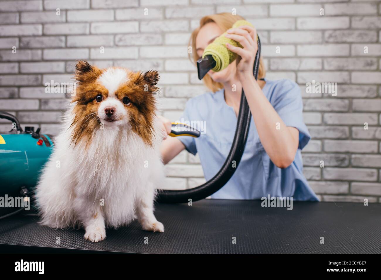 lovely little pet sit on wool drying, grooming procedure in salon ...