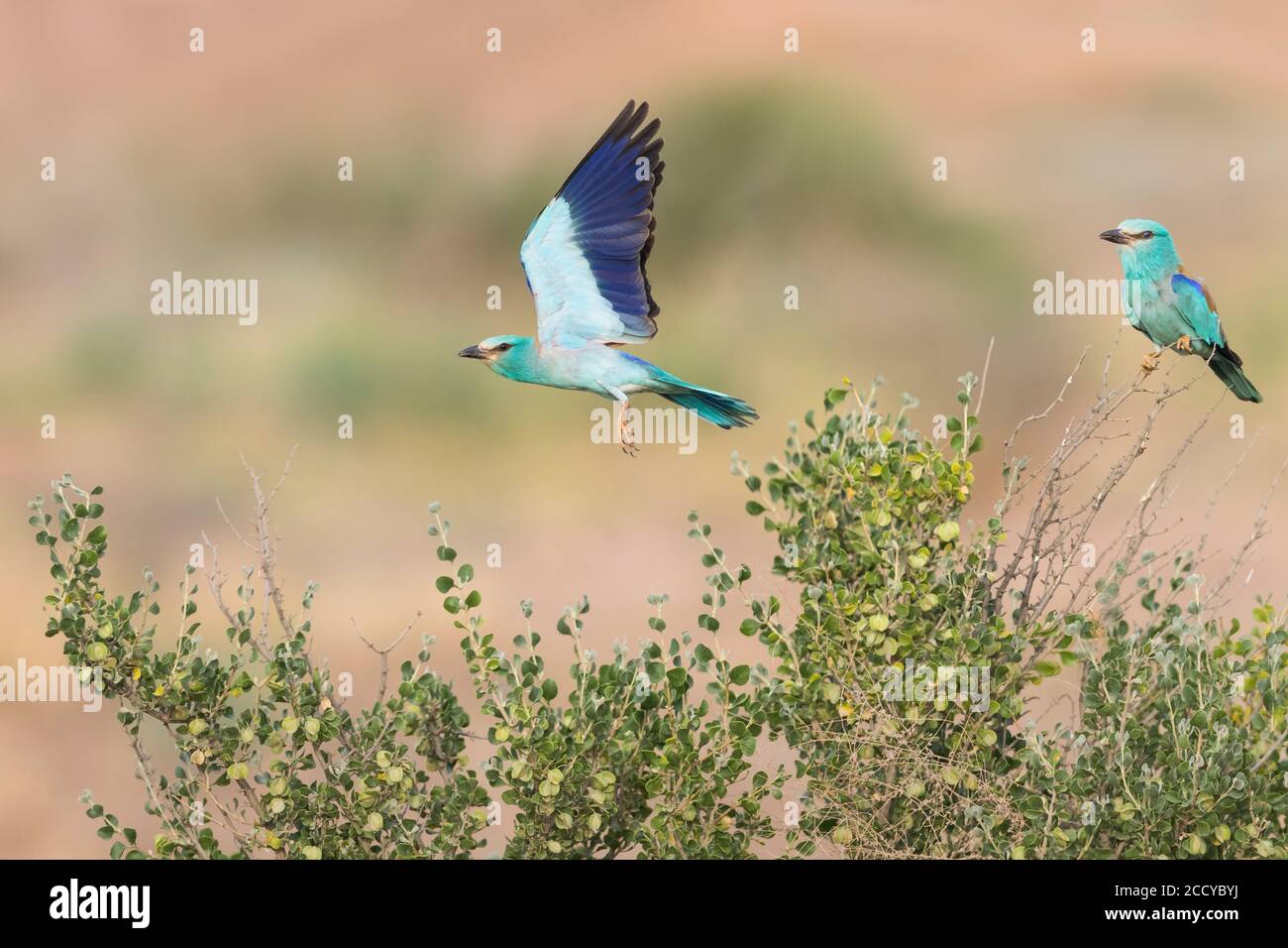 European Roller (Coracias garrulus) in flight Stock Photo - Alamy