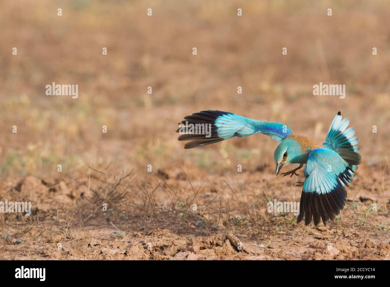 European Roller (Coracias garrulus) in flight Stock Photo - Alamy