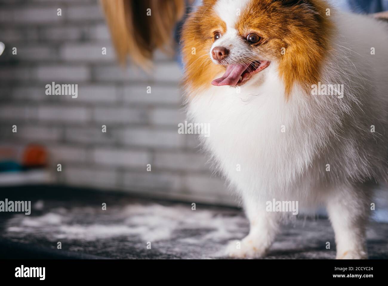 Mascota puppy hi-res stock photography and images - Alamy