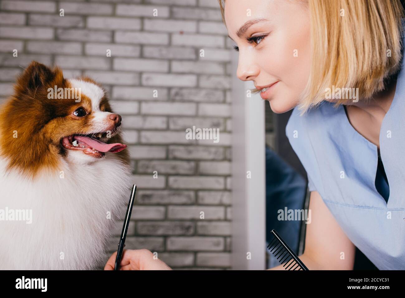 beautiful caucasian female groomer take care of pet. professional ...