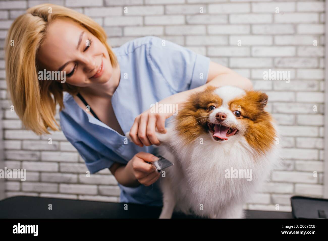 cute caucasian lady groomer enjoy her work with pets. woman in love ...